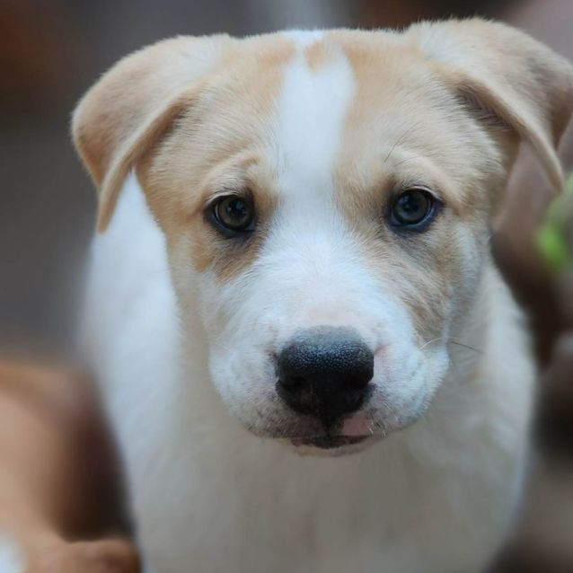 Maui - Large Male Shar-Pei x Husky x Mastiff Mix Dog in VIC - PetRescue
