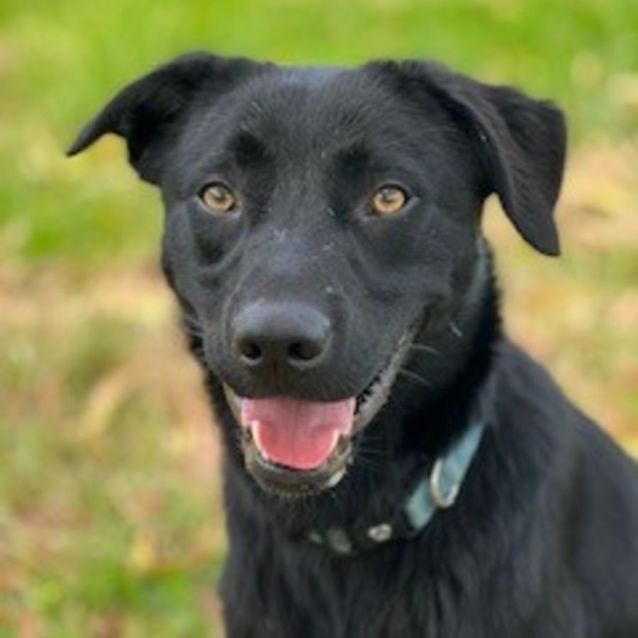 Nix - Medium Male Labrador Mix Dog in VIC - PetRescue