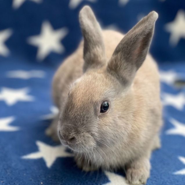Toffee - Male Netherland Dwarf Mix Rabbit in NSW - PetRescue