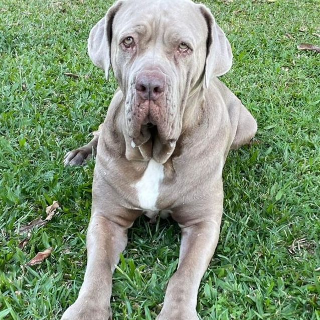 Cleo - Large Female Neapolitan Mastiff Dog in QLD - PetRescue