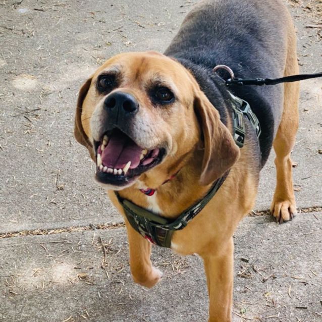 Major - Medium Male Pug x Beagle Dog in VIC - PetRescue