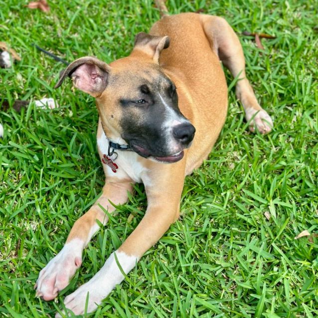 Marlin - Medium Male Boxer x Staffy Mix Dog in NSW - PetRescue