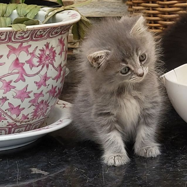 Bluebell - Female Domestic Short Hair Cat in VIC - PetRescue