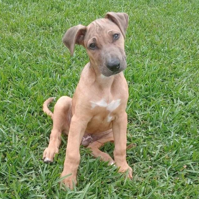Hawk - Large Male Catahoula x Staghound Dog in NSW - PetRescue