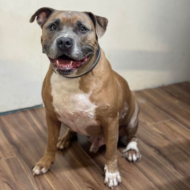 Napoleon - Medium Male American Staffordshire Terrier Dog in QLD ...