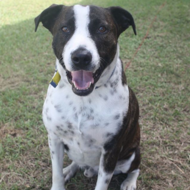 Zeus - Medium Male Cattle Dog x Mastiff Dog in QLD - PetRescue