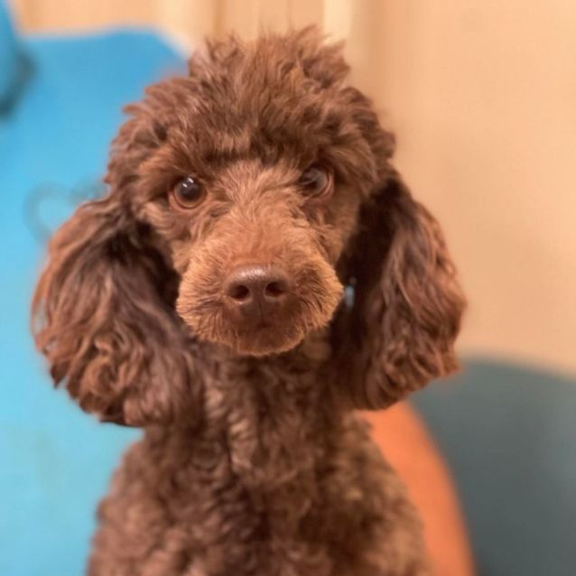 Lina - Small Female Poodle Dog in QLD - PetRescue
