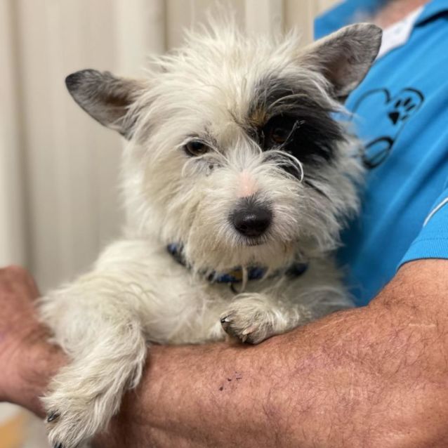 Molly - Small Female Terrier Mix Dog in QLD - PetRescue