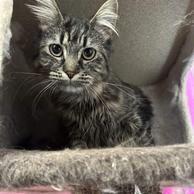 Willow foster to adopt - Female Domestic Short Hair Cat in VIC - PetRescue