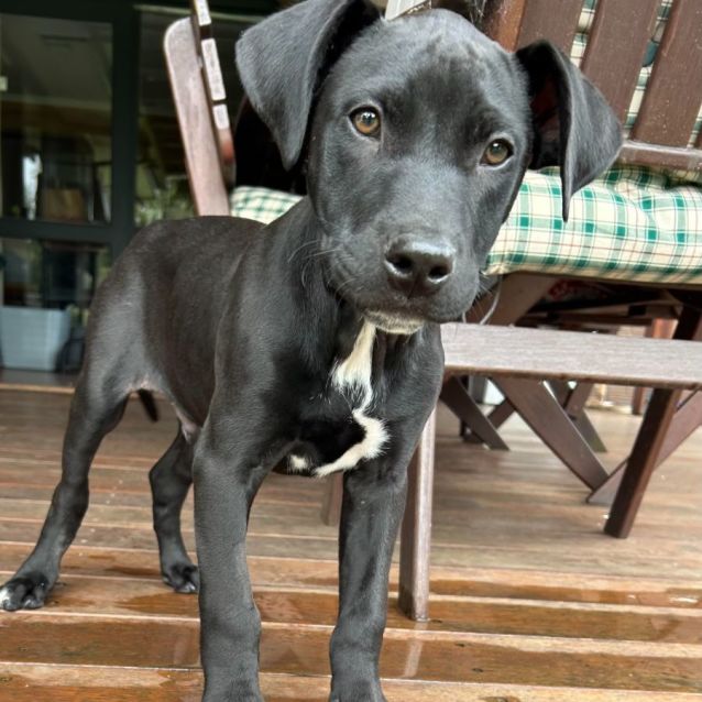 Stout - Medium Male Kelpie x Huntaway Mix Dog in VIC - PetRescue
