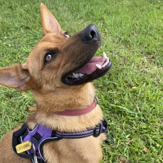 Marley - Medium Female Smithfield Cattle Dog Mix Dog in NSW - PetRescue