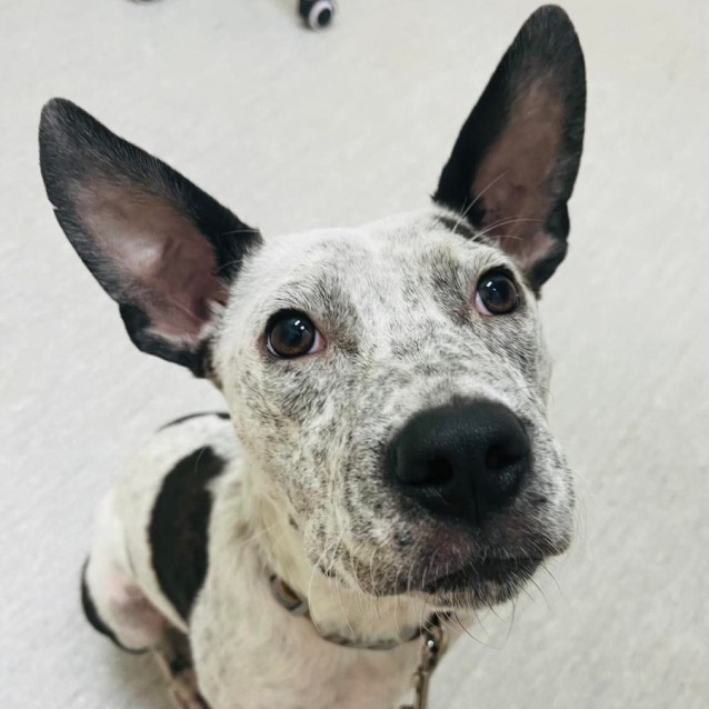 Nutcracker - Medium Male Australian Stumpy Tail Cattle Dog x Fox ...