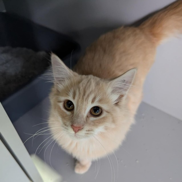 Levi - Male Domestic Long Hair (DLH) Cat in VIC - PetRescue