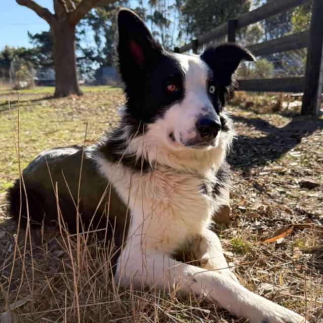Ace - Large Male Border Collie Dog in VIC - PetRescue