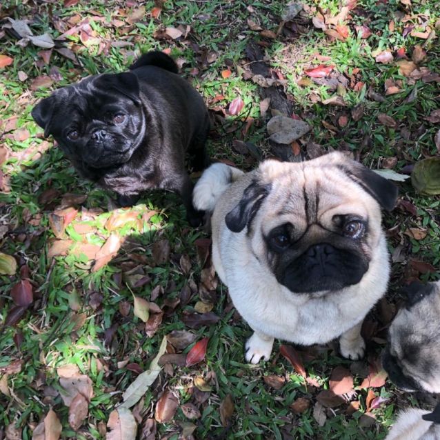 Pumba and Luna - Small Female Pug Dog in QLD - PetRescue