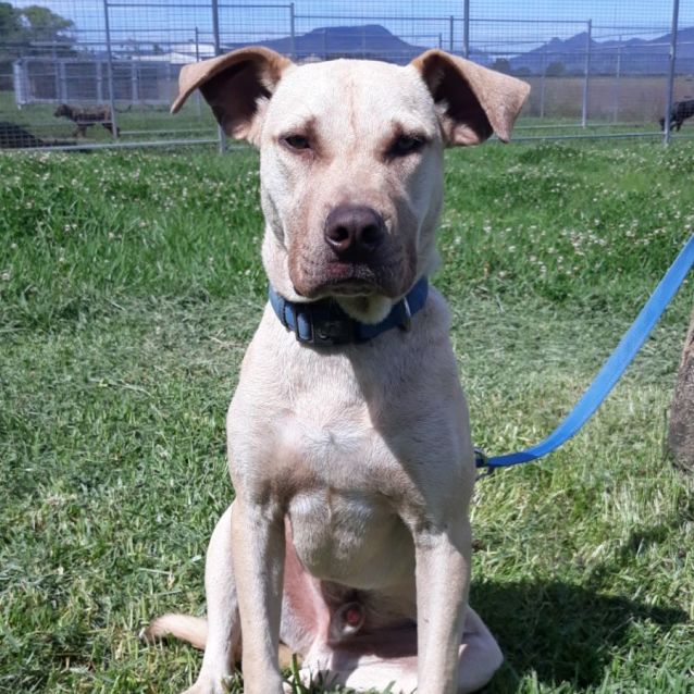 Marlow - Large Male Mastiff Mix Dog in NSW - PetRescue