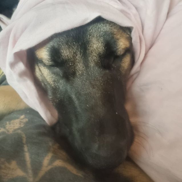 Sashi - Large Female German Shepherd x Great Dane Mix Dog in VIC ...