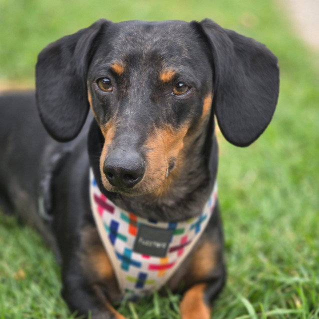 Pumba - Small Male Dachshund Dog in VIC - PetRescue