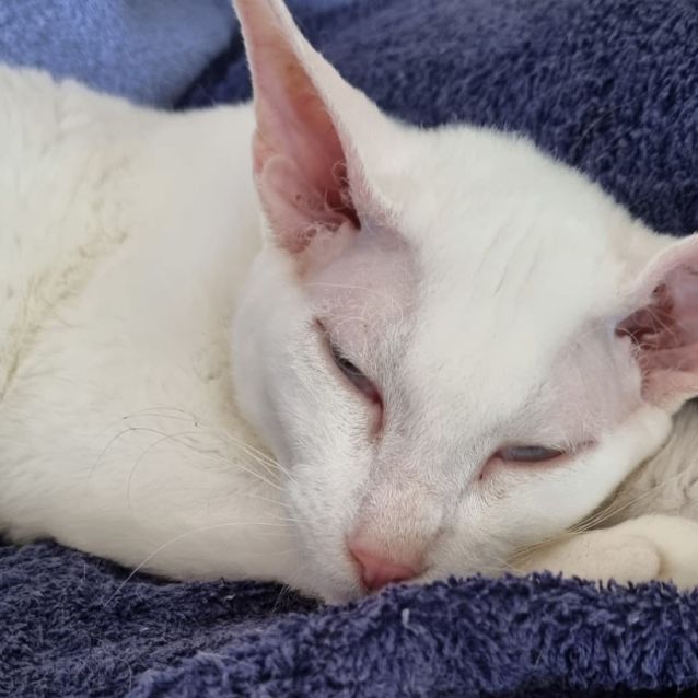 Lily - Female Cornish Rex x Sphynx Mix Cat in QLD - PetRescue