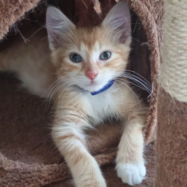 Buzz Lightyear - Come meet me @ Petbarn Nunawading - Male Domestic Short Hair Cat in VIC - PetRescue