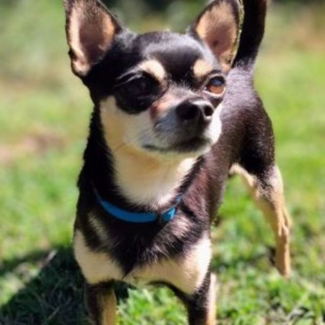 Hulk - Small Male Chihuahua Dog in QLD - PetRescue