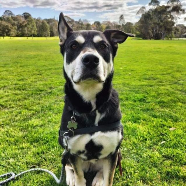 Tessa - Medium Female Siberian Husky x American Bulldog Dog in VIC ...