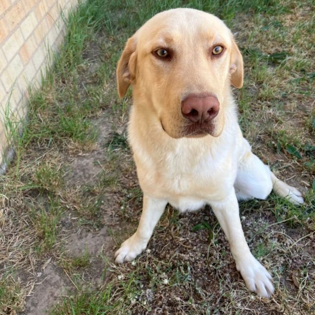Theo - Medium Male Labrador x Golden Retriever Dog in NSW - PetRescue