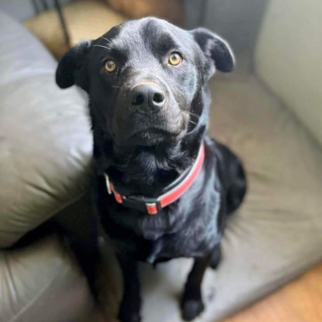 Bruce - Medium Male Labrador Mix Dog in VIC - PetRescue