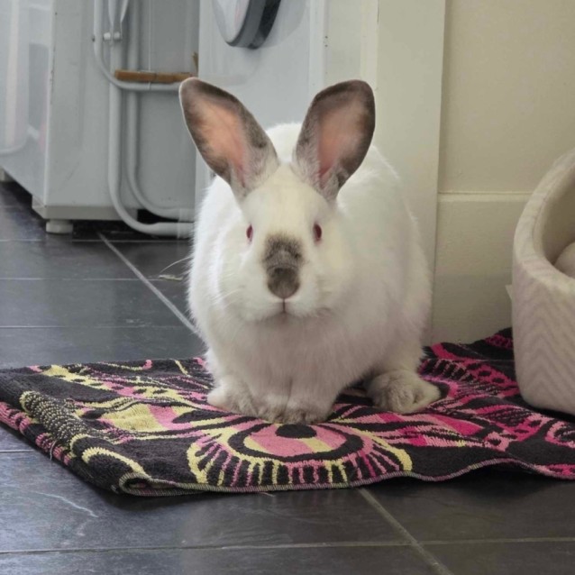 Jack - Male Flemish Giant Mix Rabbit in VIC - PetRescue