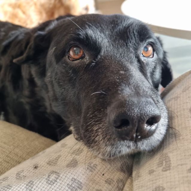 Peppylepew - Large Male Labrador Mix Dog in VIC - PetRescue