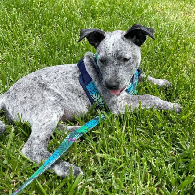 Dusty - Medium Female Blue Heeler Mix Dog in VIC - PetRescue