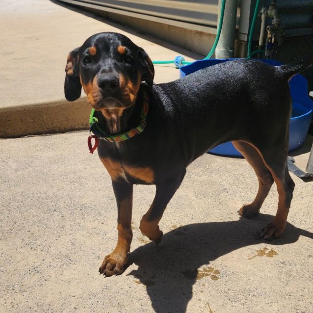 Gemma - Medium Female German Pinscher Mix Dog in NSW - PetRescue
