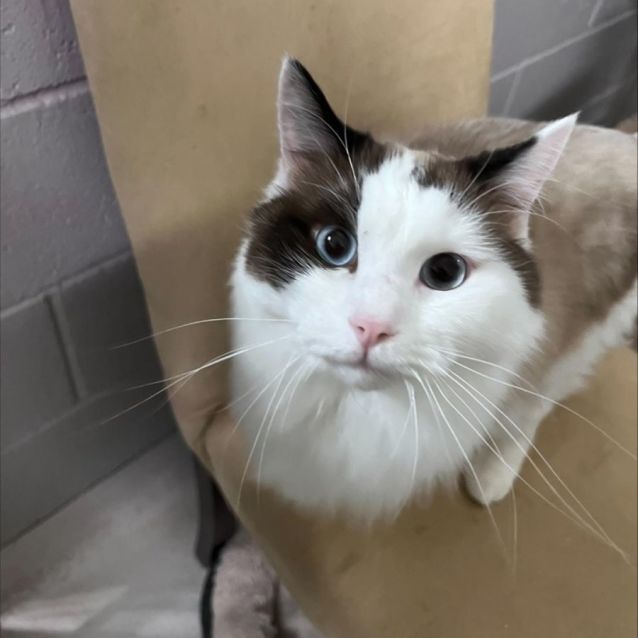 Merlin - Male Ragdoll Cat in VIC - PetRescue
