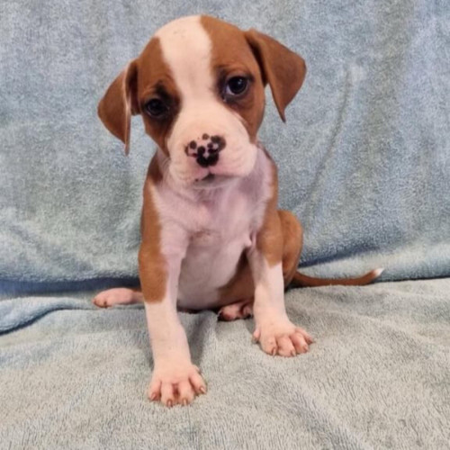 Karma's Place Rescue - PetRescue