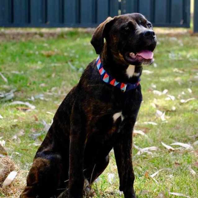 Zelda - Large Female Neapolitan Mastiff x Rottweiler Mix Dog in QLD ...