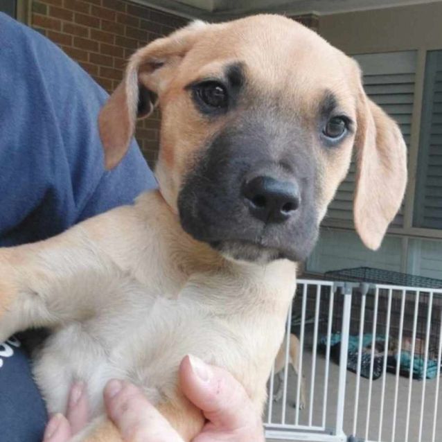 Dylan - Medium Male Mixed Breed Dog in VIC - PetRescue