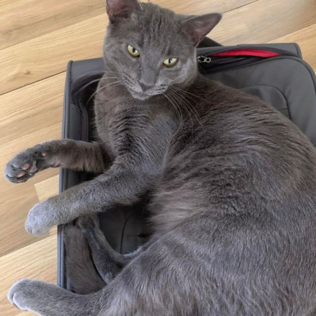 Bryan - Male Domestic Short Hair Cat in VIC - PetRescue