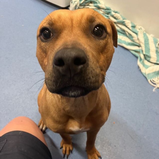 Rosie - Small Female Staffy Dog in NSW - PetRescue