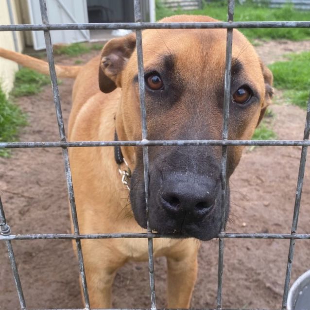 Meg - Medium Female Mixed Breed Dog in QLD - PetRescue