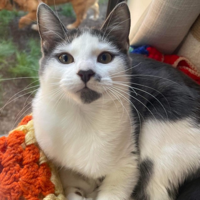 Harpy 🌼 - Meet me @ Adoption Day! - Female Domestic Short Hair Cat in ...