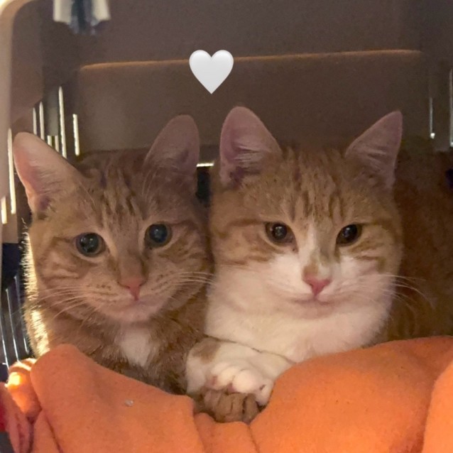 Charlie & Toby ♡ - Male Domestic Short Hair (DSH) Cat in VIC - PetRescue