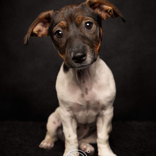 Izzy - Small Female Jack Russell Terrier Dog in QLD - PetRescue