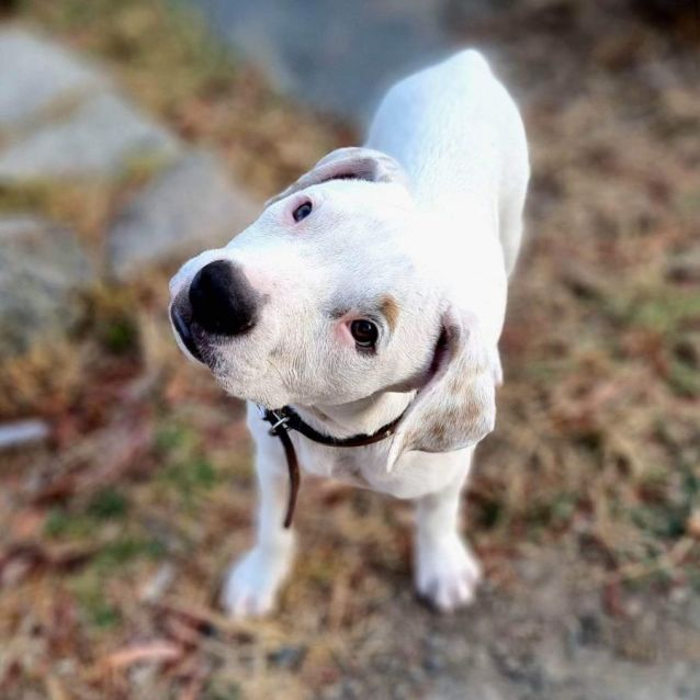 Odin - Medium Male Staffordshire Bull Terrier x Rhodesian Ridgeback Mix ...