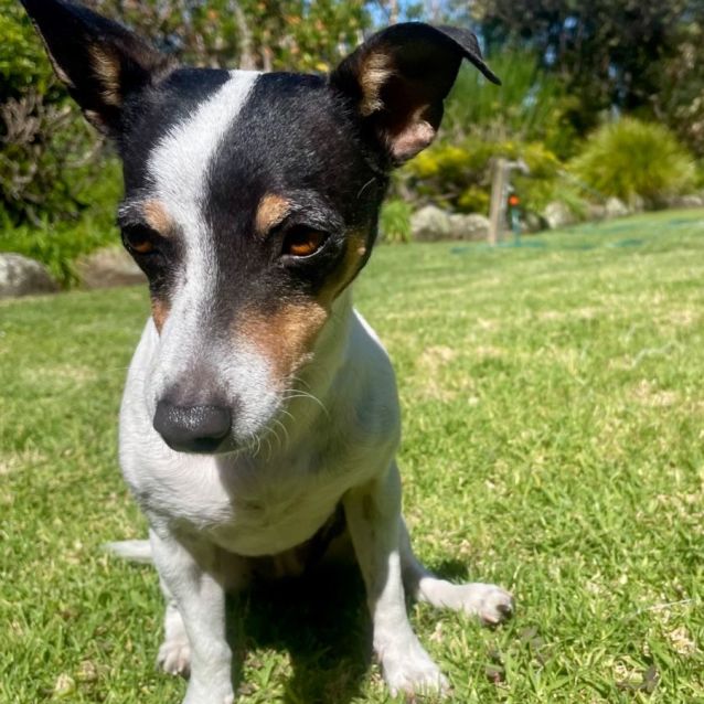Mini Mouse - Small Female Miniature Fox Terrier Dog in NSW - PetRescue