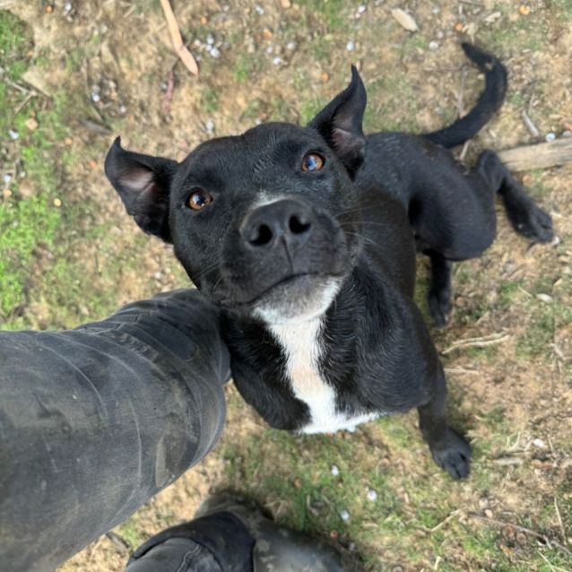 Pinto - Medium Male Staffy x Border Collie Dog in VIC - PetRescue