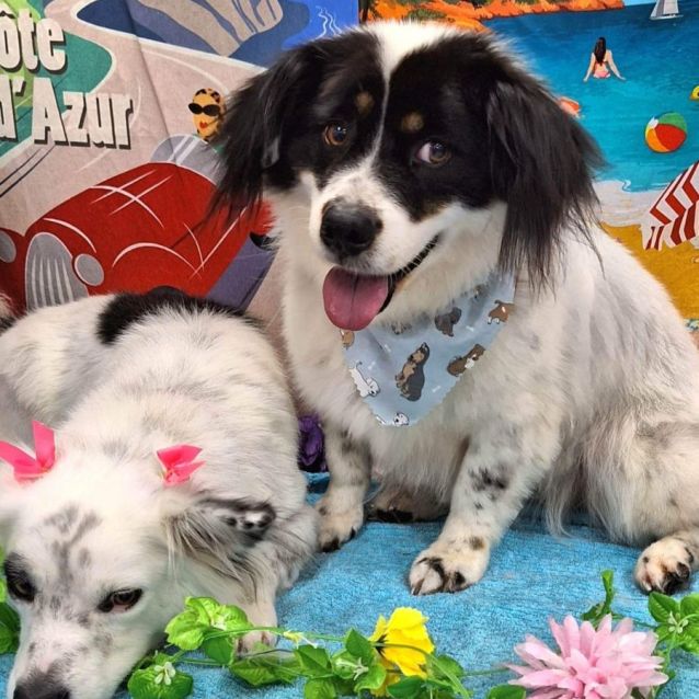 Bane - Small Male Papillon x Terrier Mix Dog in QLD - PetRescue