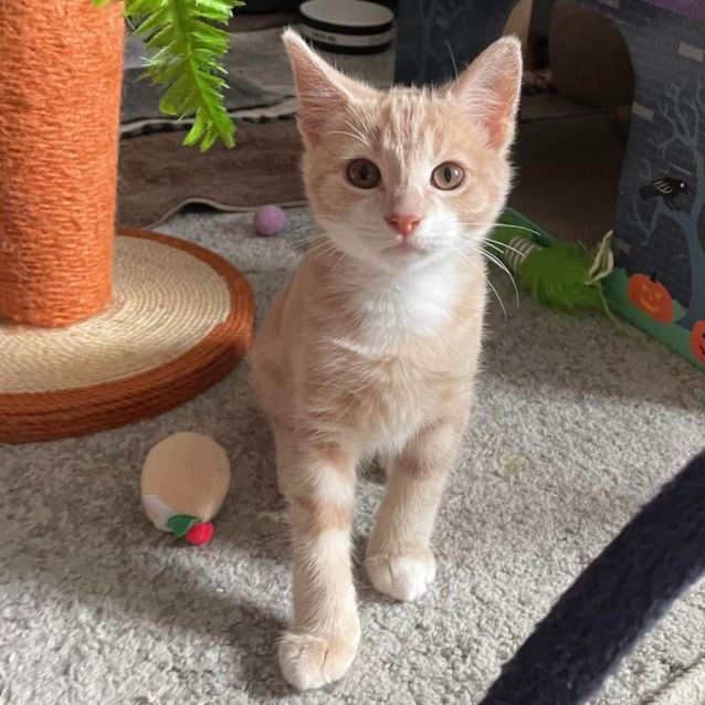 Kiara **2nd Chance Cat Rescue** - Female Domestic Short Hair Cat in VIC ...