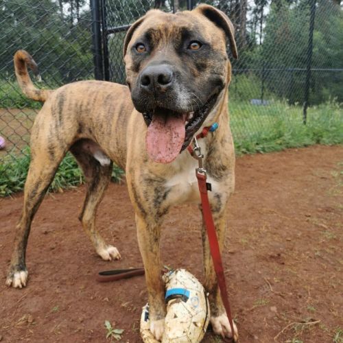 Forever Friends Animal Rescue - PetRescue