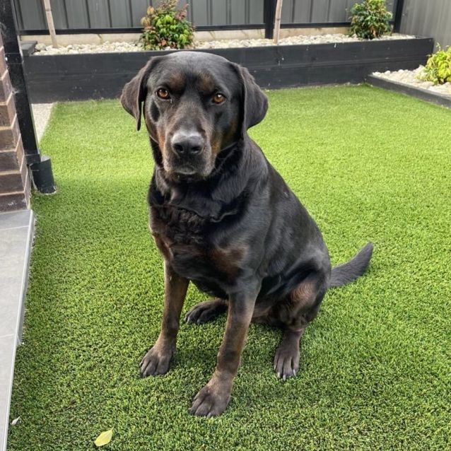 Rex - Large Male Labrador Mix Dog in VIC - PetRescue
