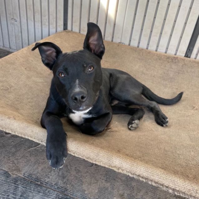 Pinto - Medium Male Staffy x Border Collie Dog in VIC - PetRescue